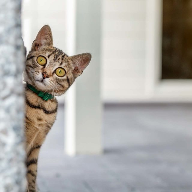 ¿Cómo ven los gatos? Conoce cómo es realmente la visión felina